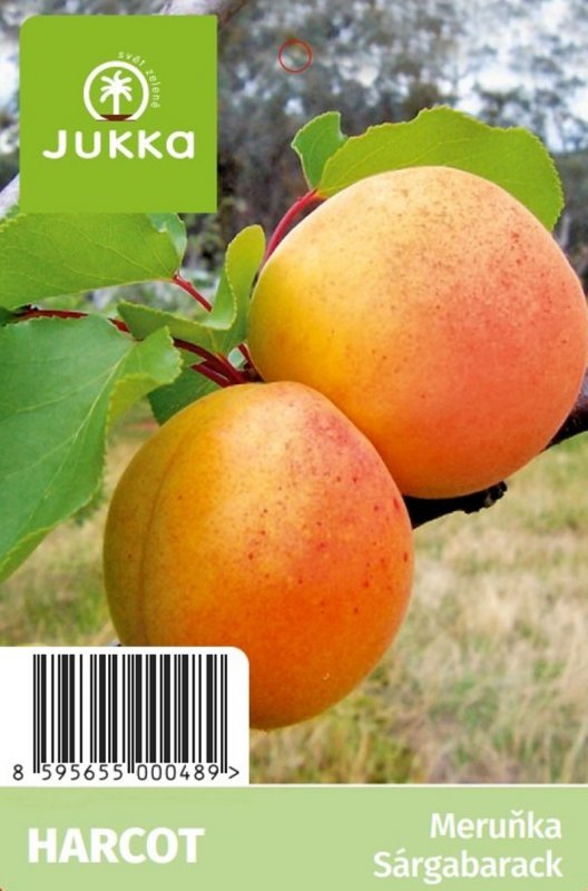 Meruňka HARCOT - zakrslá podnož Pumiselect - kontejner | Jukka.cz